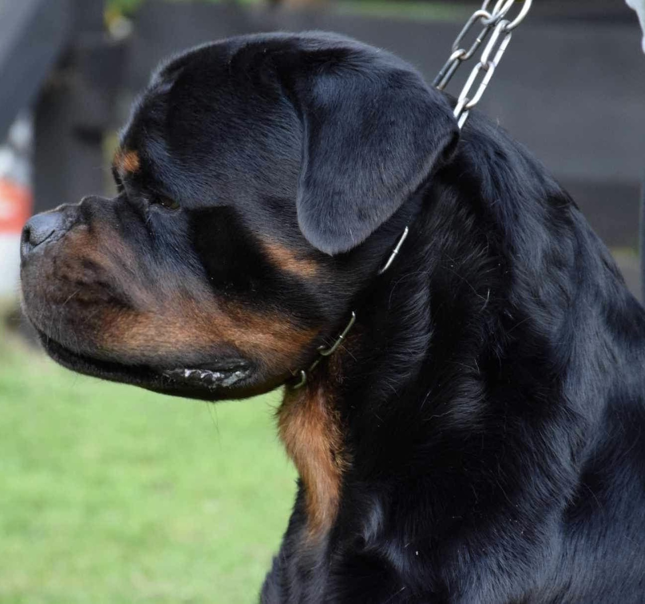 Von Ed Hause Rottweiler